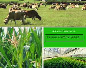 7 Epic Reasons why Agriculture is important and the Role it Plays for ...