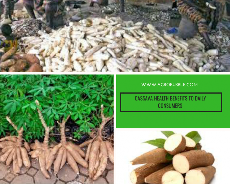 Cassava poisoning symptoms | Agrobubble