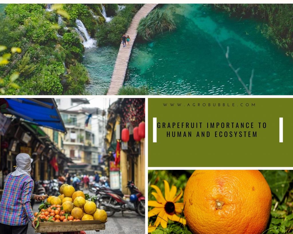 Health and Wellness | Agrobubble